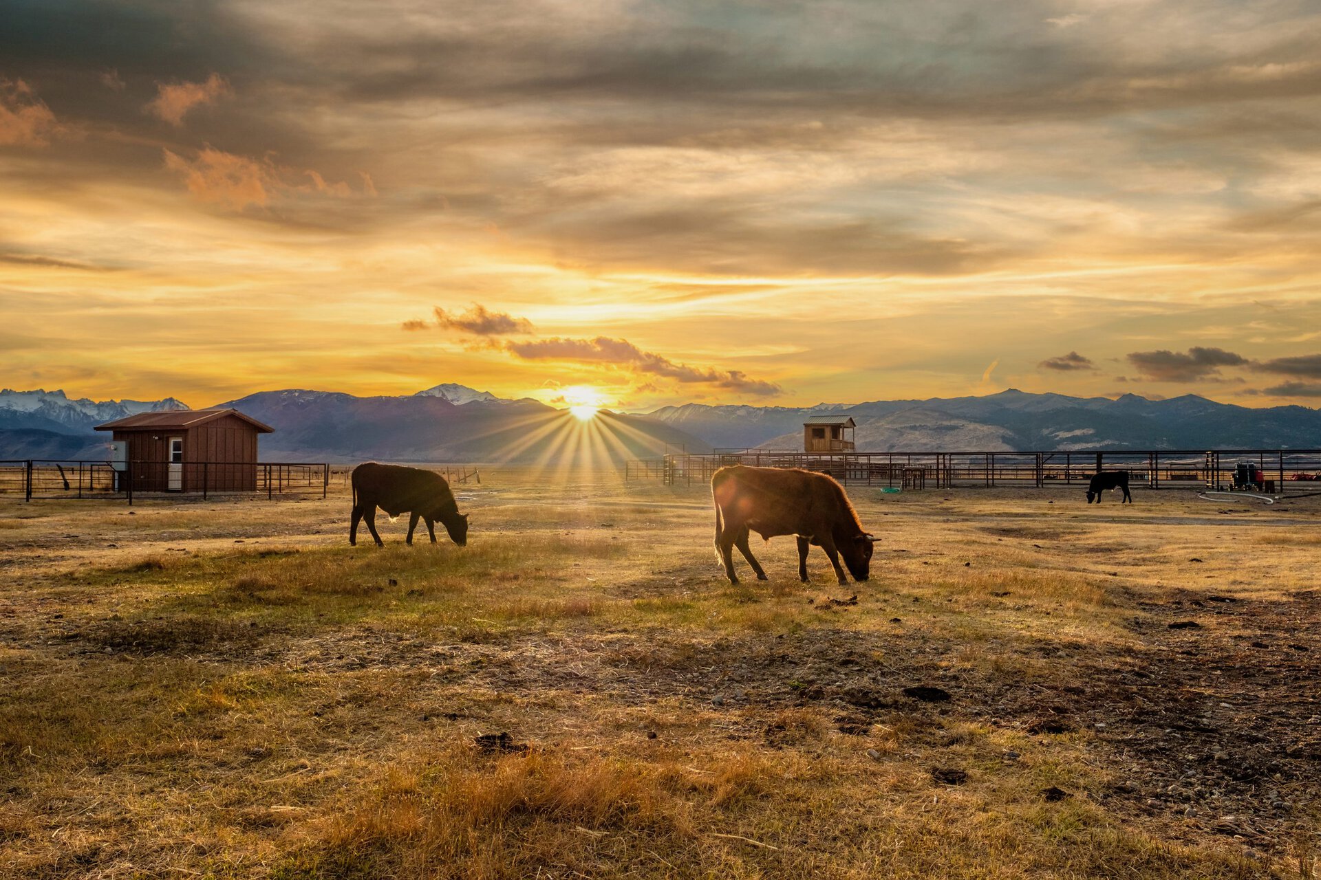 Liquid Gold | Premium Beef Tallow